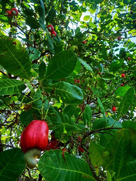 Anucha Raksa ฤ ดู ก า ล มะม่วงหิมพานต์ กาหยู กาหยี Facebook