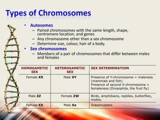 Chromosomes Pptx