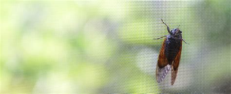 Benefits Of Fiberglass Screen Mesh Windows Door Screens Doctorscreen Com