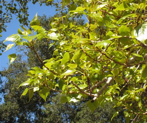 Populus Nigra Euforgen European Forest Genetic Resources Programme