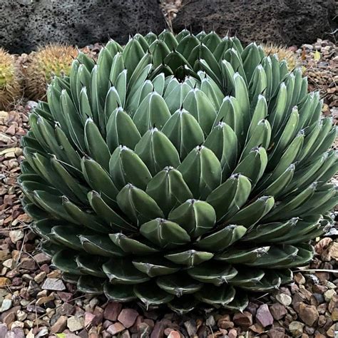 9 Agave Victoriae Reginae Seeds Etsy