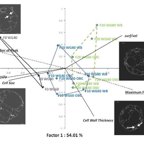 Cellular Structure Principal Component Analysis Of Structure Data
