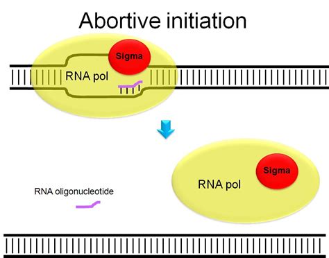 Abortive Initiation Of Transcription Allen Gathman Flickr