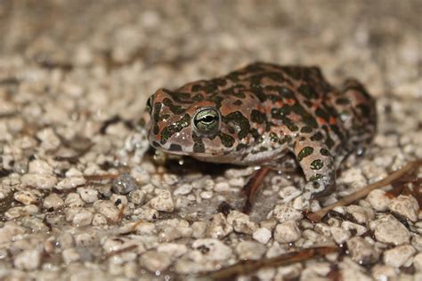 Balearic Green Toad In December 2020 By Sandra Rosselli · Inaturalist
