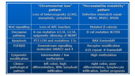 Tumour Suppressor Genes Colorectal Cancer Flashcards Quizlet
