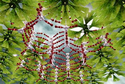 Spaceblooms - Stock Image - S900/0297 - Science Photo Library
