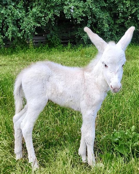 Welcome Our Newest Member Of Chp Country Heritage Park