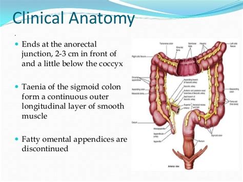 Carcinoma Rectum Radiotherapy Perspective