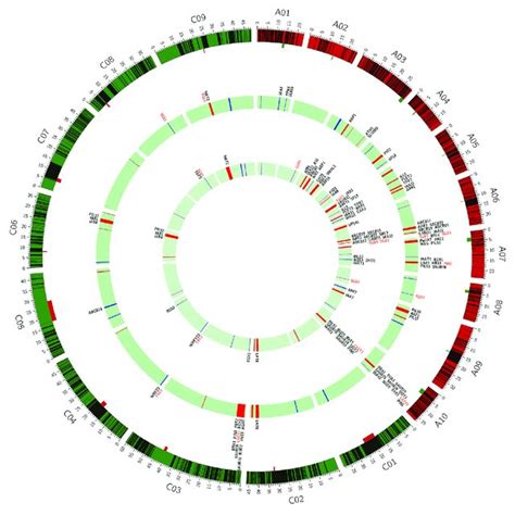 Comparative Analysis Of Haplotype Block Structure In The A Subgenome