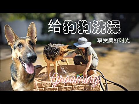 Grooming the German Shepherd宠狗的快乐打开方式 边玩边洗澡 洗完护理美食加换床 80磅的大德牧有多乖 德牧 给狗