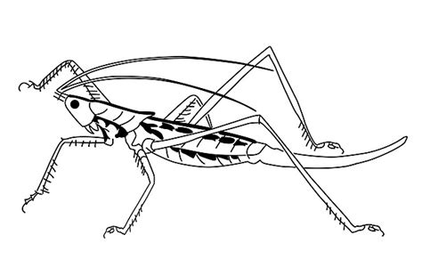 Iconic Vector Design Of A Simple Grasshopper Symbol Vector Pest Fly