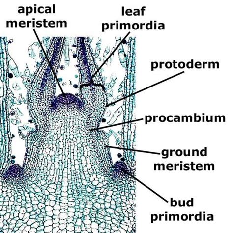 Protoderm