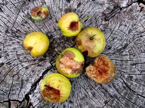 Ann K Emery The Dataviz Extravaganza