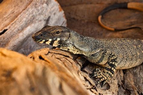 Create A Log File Monitor Script