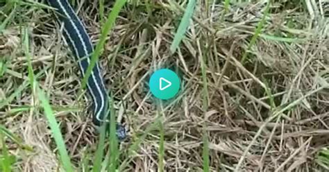 A Snek Got Curious About Me Cutting Rocks Album On Imgur