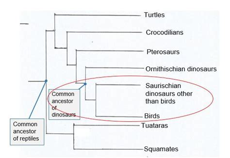 Circle The Smallest Monophyletic Group That Includes Dinosau Quizlet