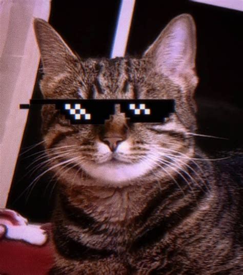 Aesthetic Gangster Cat Pfp 7 Gangster Cat Ideas Cute Cat Wallpaper