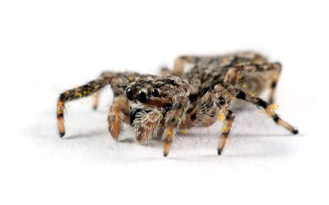 Types Of Jumping Spiders In Colorado