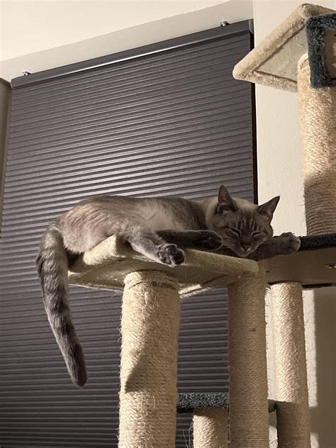 Is My Cat A Lynx Point Siamese Rlynxpointsiamese