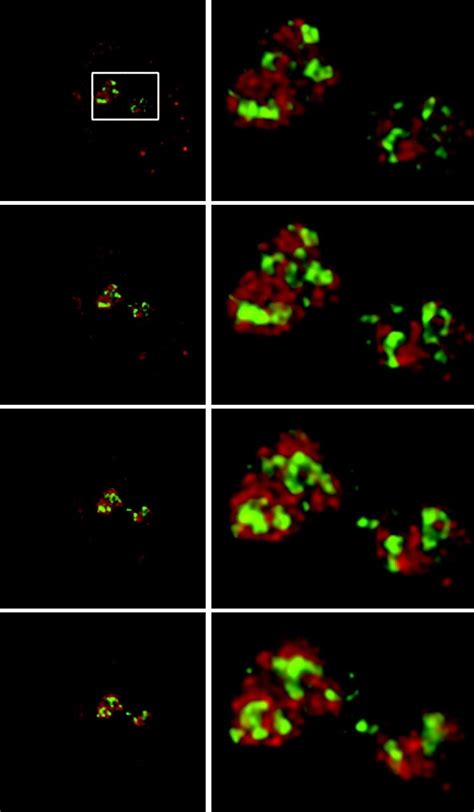 Three Dimensional Deconvolution Shows Minimal Overlap Between