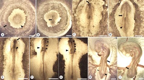 Duck Embryo Development
