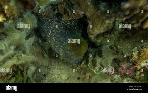 Red Sea Egypt 26th June 2022 Yellow Edged Moray Eel Gymnothorax