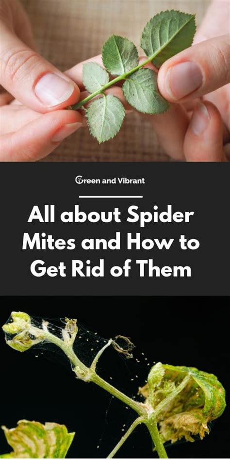 All About Spider Mites And How To Get Rid Of Them Trees