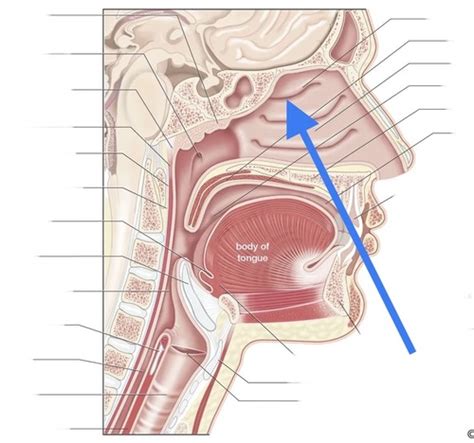Respitory System Flashcards Quizlet