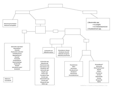 Mb Exam 1 Gram Negatives Chart Diagram Quizlet