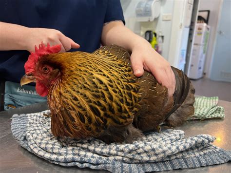Moxidectin Wormer For Birds Bird Vet Melbourne Moxidectin Wormer For