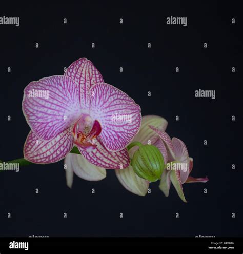 Multiple On One Stem Flowers