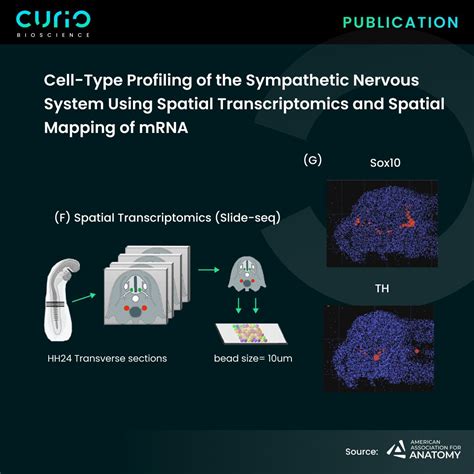 Decoding The Complex Cellular Landscape Curio Bioscience