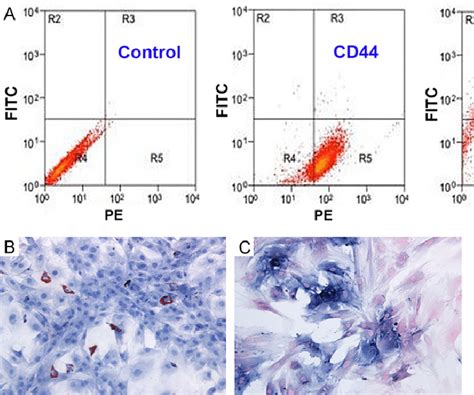 A Flow Cytometry Staining Results For Bone Marrow Mesenchymal Stem