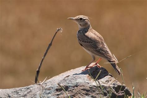 Premium Photo Pipit Bird Closeup