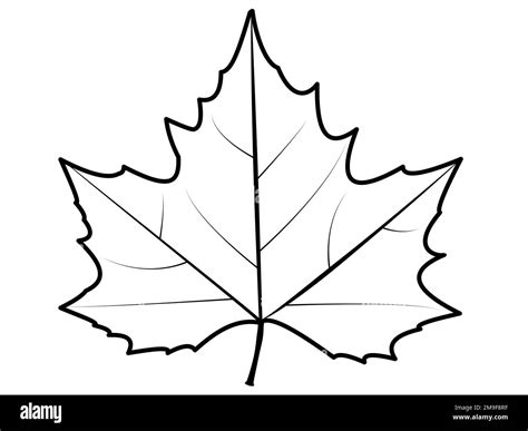 Plane Tree Leaf With No Color Autumn Tree Leaf Platanus Leaf Drawing