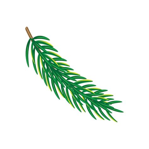 Premium Vector Sprig Of Green Spruce Prickly Spruce