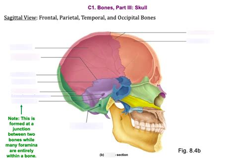 Median Section Frontal Parietal Occipital And Temporal Bones Diagram Quizlet