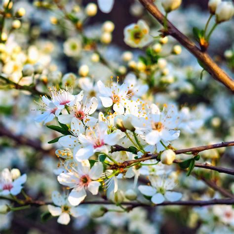 Foto Gratis Ramo Pianta Albero Foglia Foglia Stagione Frutta