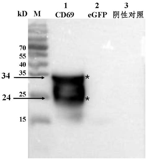 一种抗猪CD69蛋白单克隆抗体及其制备方法与应用 2