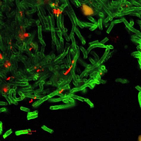 Bacillus Cell Greenery Free Photos On