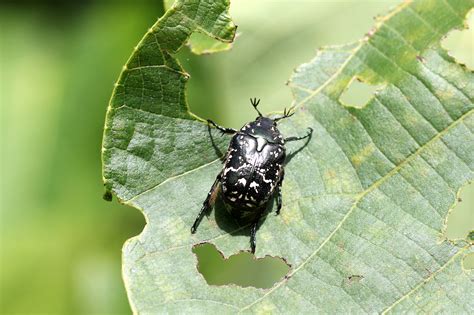 イシガキシロテンハナムグリ 昆虫図鑑