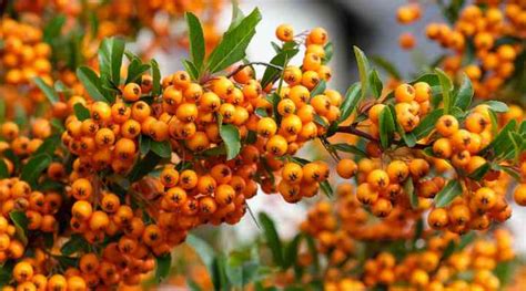 Trees And Shrubs With Orange Berries