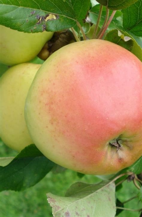 Malus D Manks Codlin Davidskogstradgard