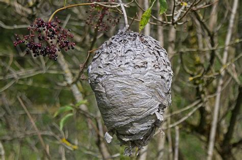 How To Avoid Bees And Wasps While Hiking