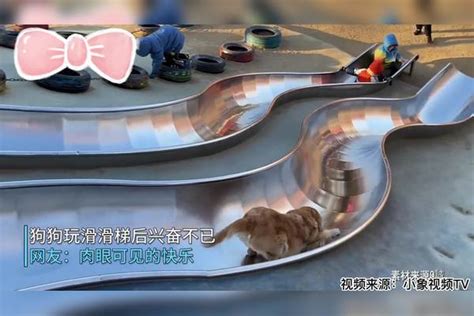 金毛尝试滑滑梯后兴奋不已，摇头摆尾肉眼可见的开心，网友：可爱
