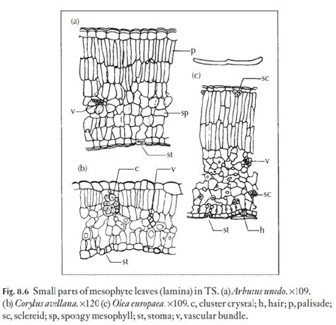 Xerophytes Mesophytes Hydrophytes