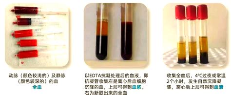 🧪血清与血浆样本的采集、制备与保存指南