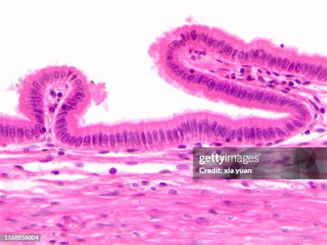 Simple Columnar Epithelium 40x