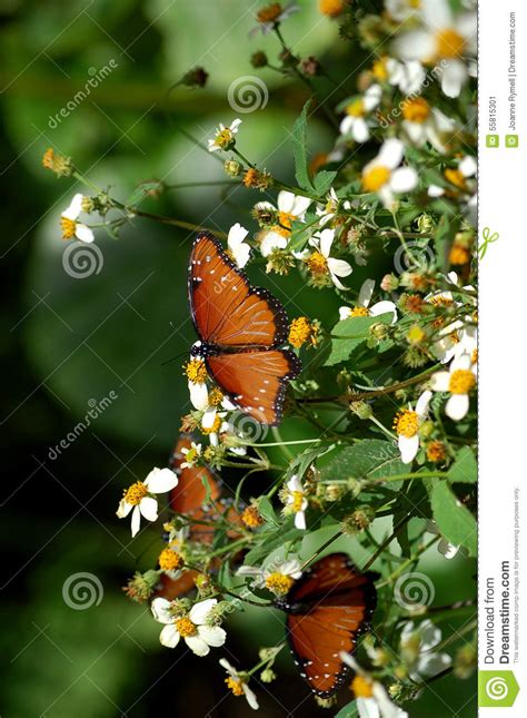Borboletas Alaranjadas Da Rainha De Gilippus Do Danaus Imagem De Stock
