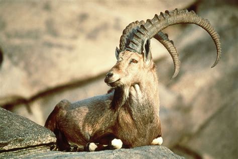 Pyrenean Ibex Celia